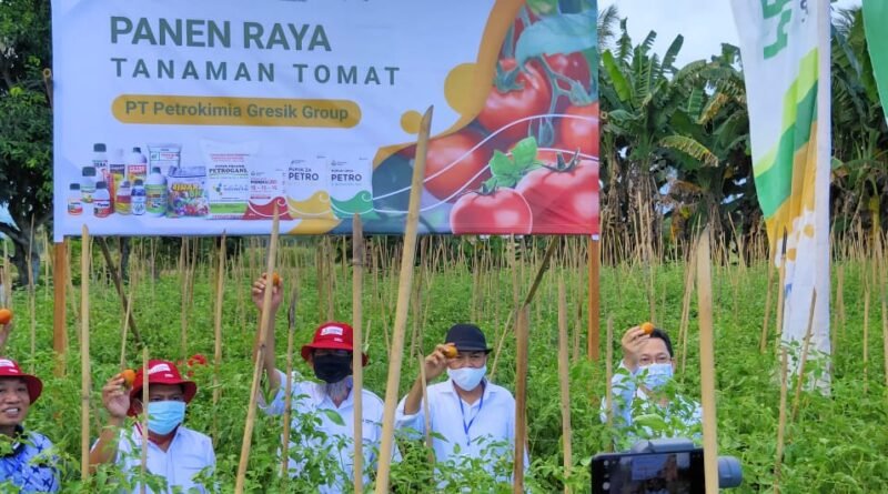 Di Gorontalo, NPK Phonska Plus Dongkrak Panen Tomat 60 Persen ...