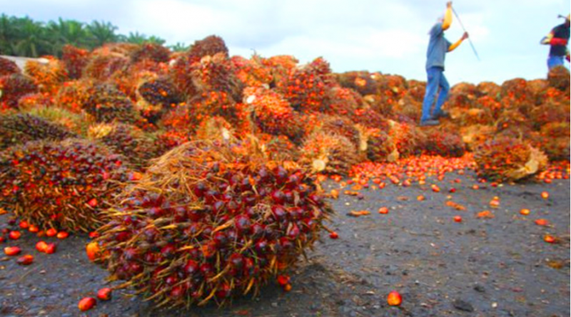 komposisi ekspor minyak sawit Indonesia sebesar 76% sudah dalam bentuk ...